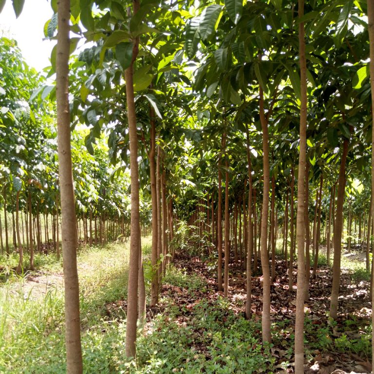 Thailand Tree Farm - Thailand Tree Farm